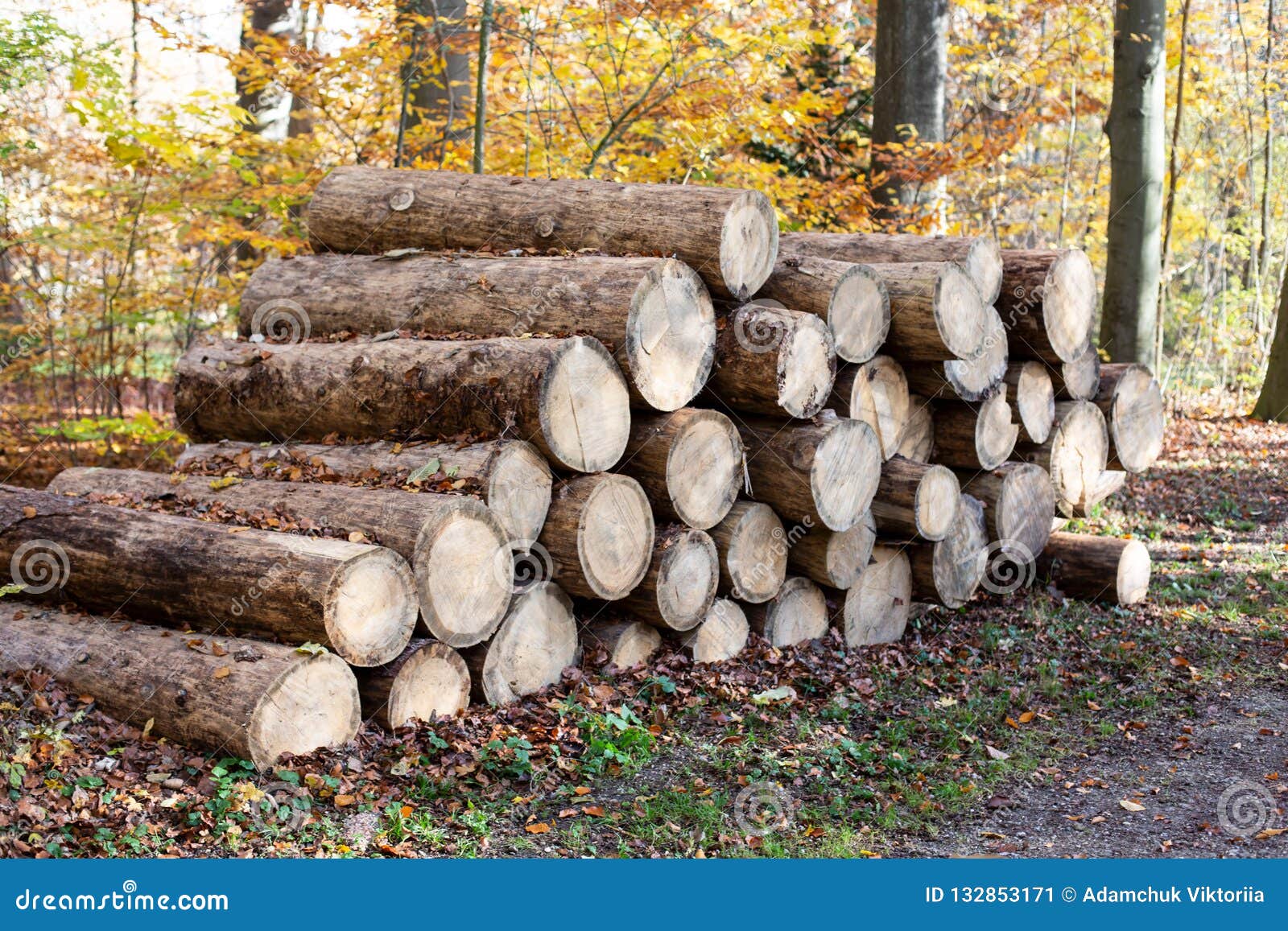 Pine wood logs in forest stock image. Image of environment - 132853171
