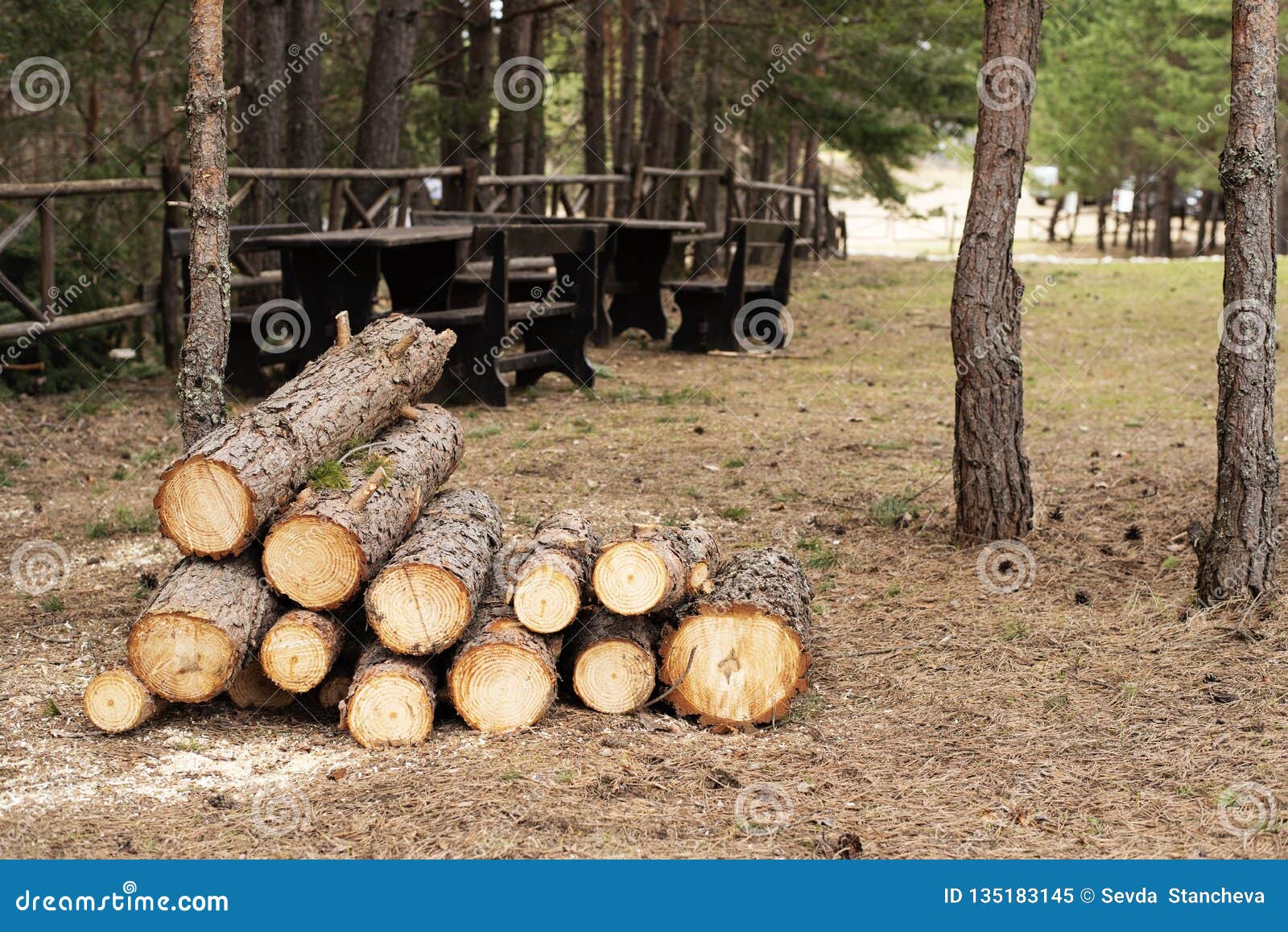 Pine wood logs in forest stock image. Image of pile - 135183145