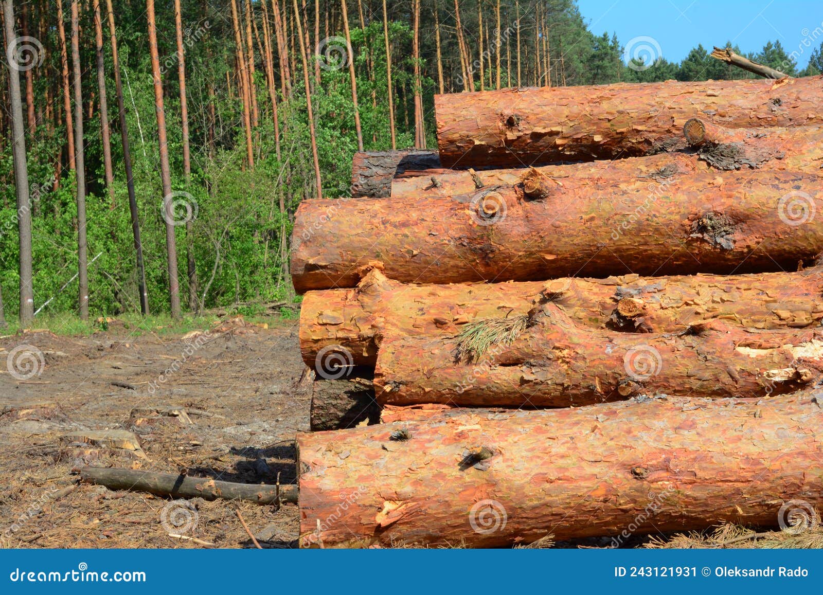 Clearcut Logging Area In The Forest With Pine Trees Cut Down As A Form ...