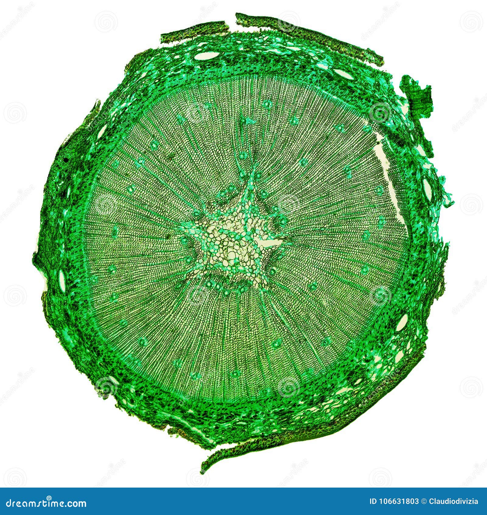 Pine Wood micrograph stock image. Image of slides, light - 106631803