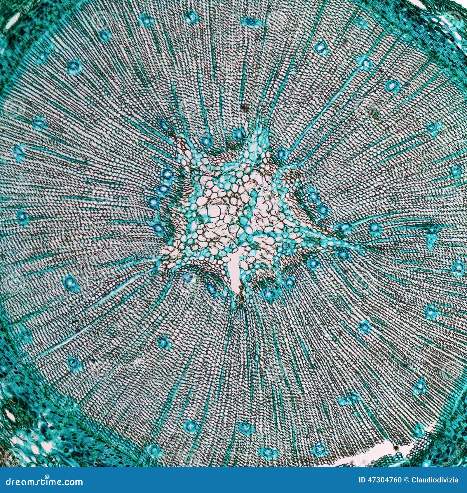 Pine Wood micrograph stock photo. Image of micrograph - 47304760
