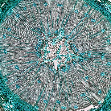 Pine Wood micrograph stock photo. Image of micrograph - 47304760