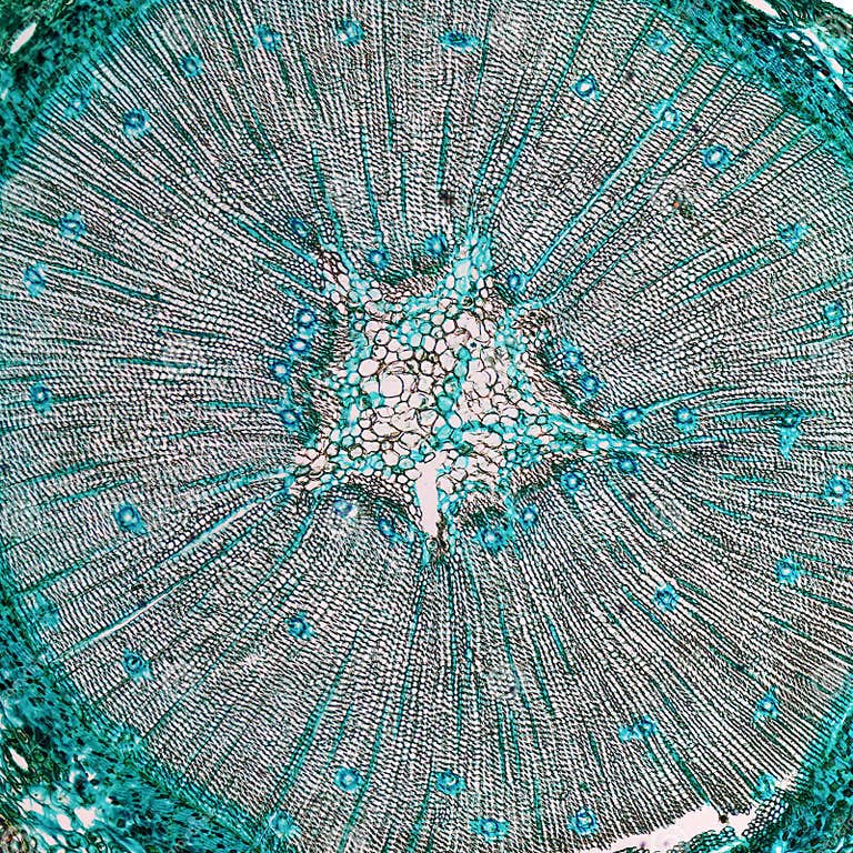 Pine Wood micrograph stock photo. Image of micrograph - 47304760