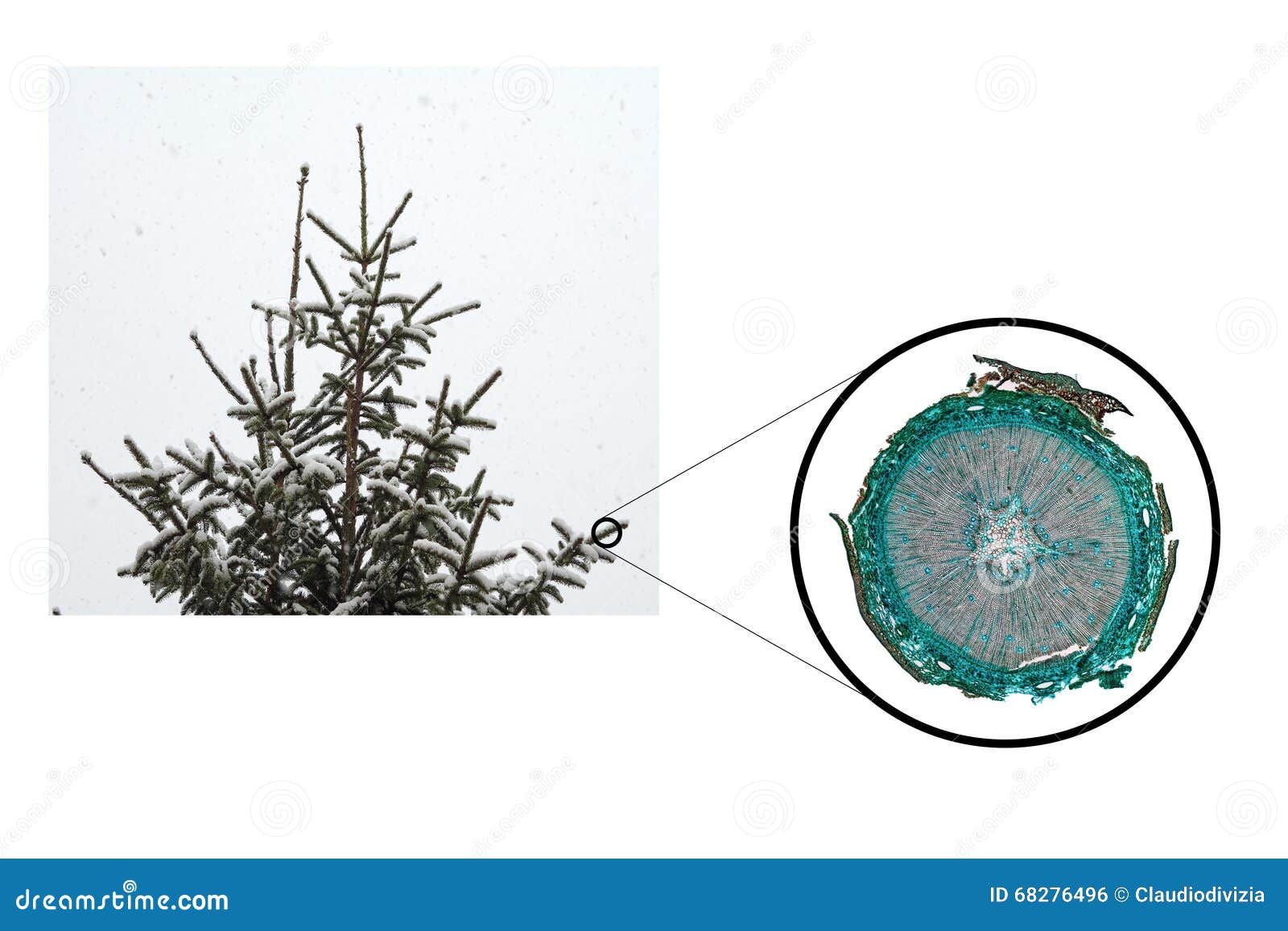 Pine Wood micrograph stock photo. Image of micro, optical - 68276496
