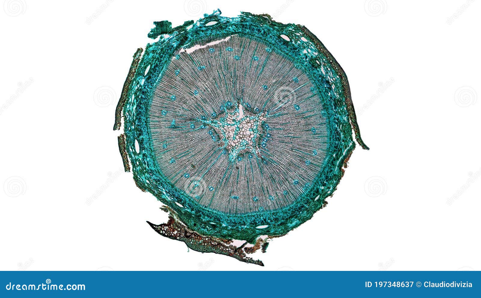 Pine Wood micrograph stock image. Image of micro, microscope - 197348637