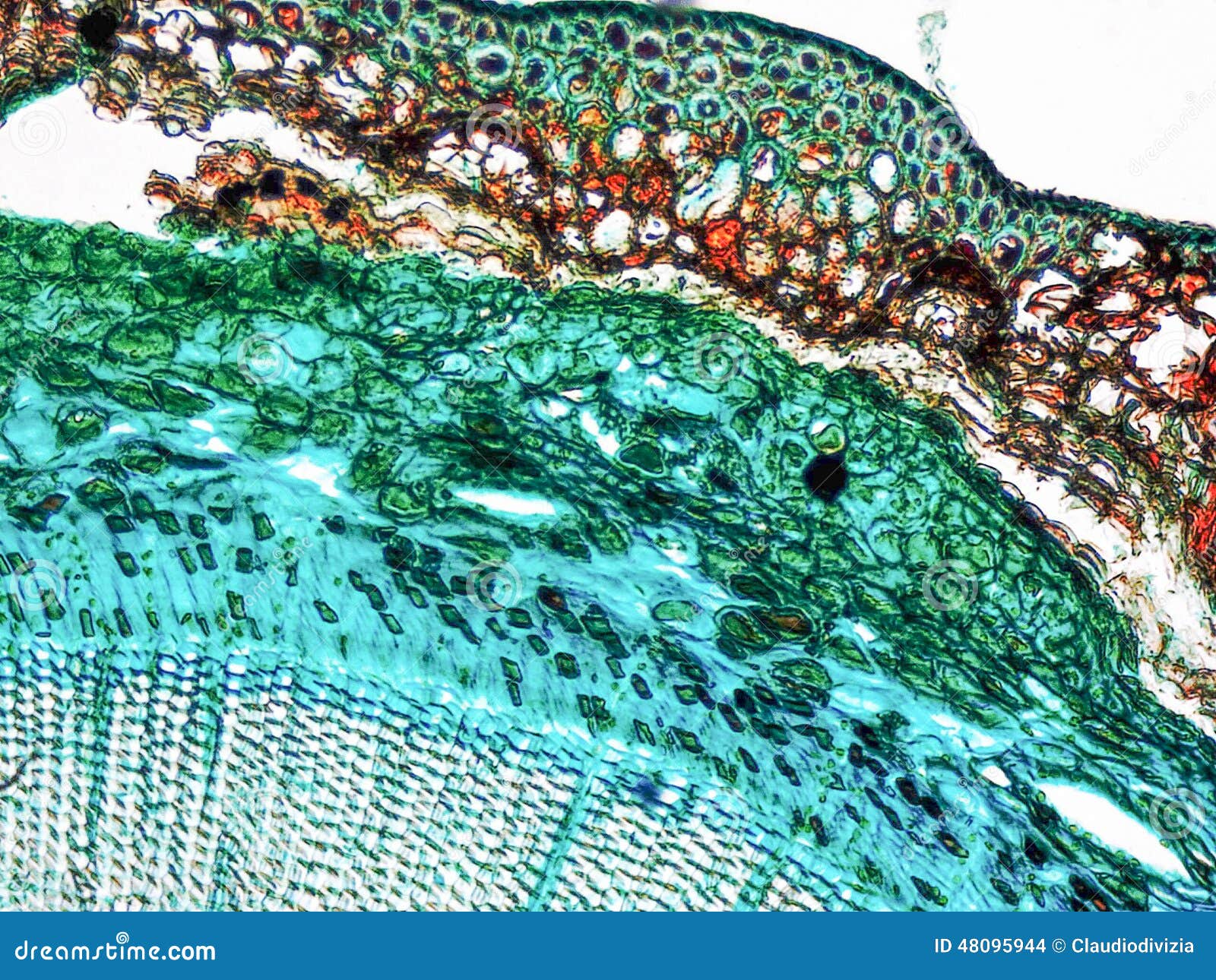 Pine Wood micrograph stock photo. Image of optical, detail - 48095944