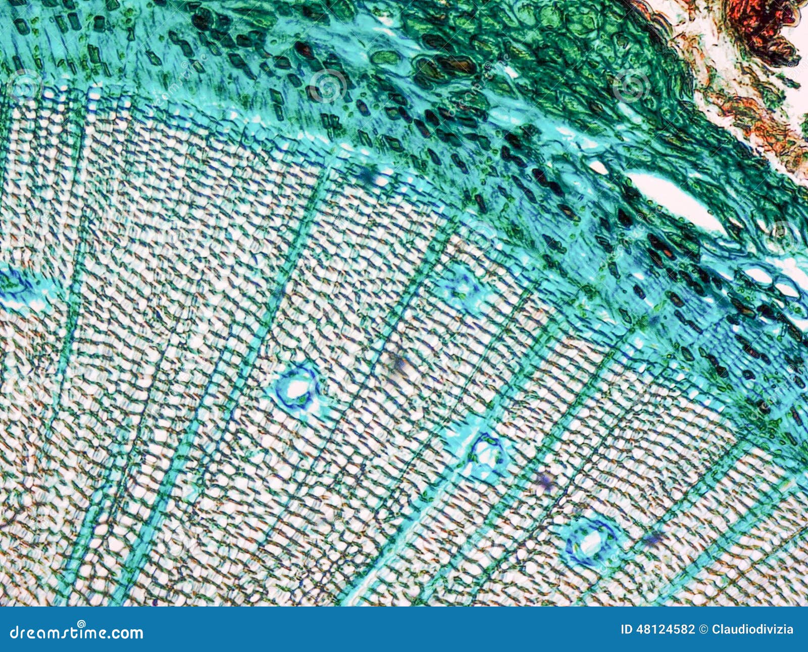 Pine Wood micrograph stock photo. Image of graph, pine - 48124582