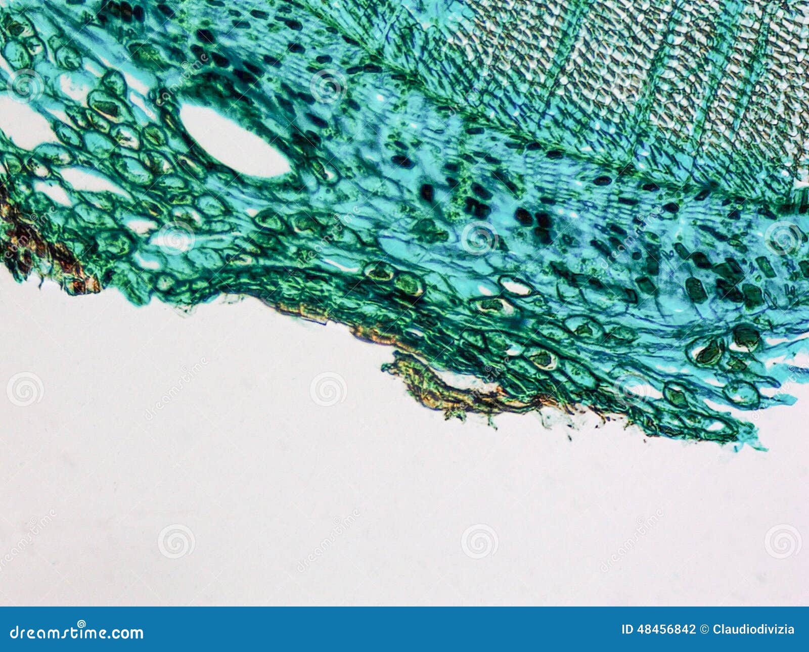 Pine Wood micrograph stock photo. Image of micro, science - 48456842