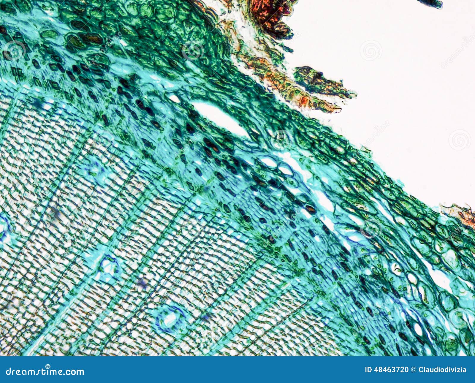 Pine Wood micrograph stock photo. Image of tree, pine - 48463720