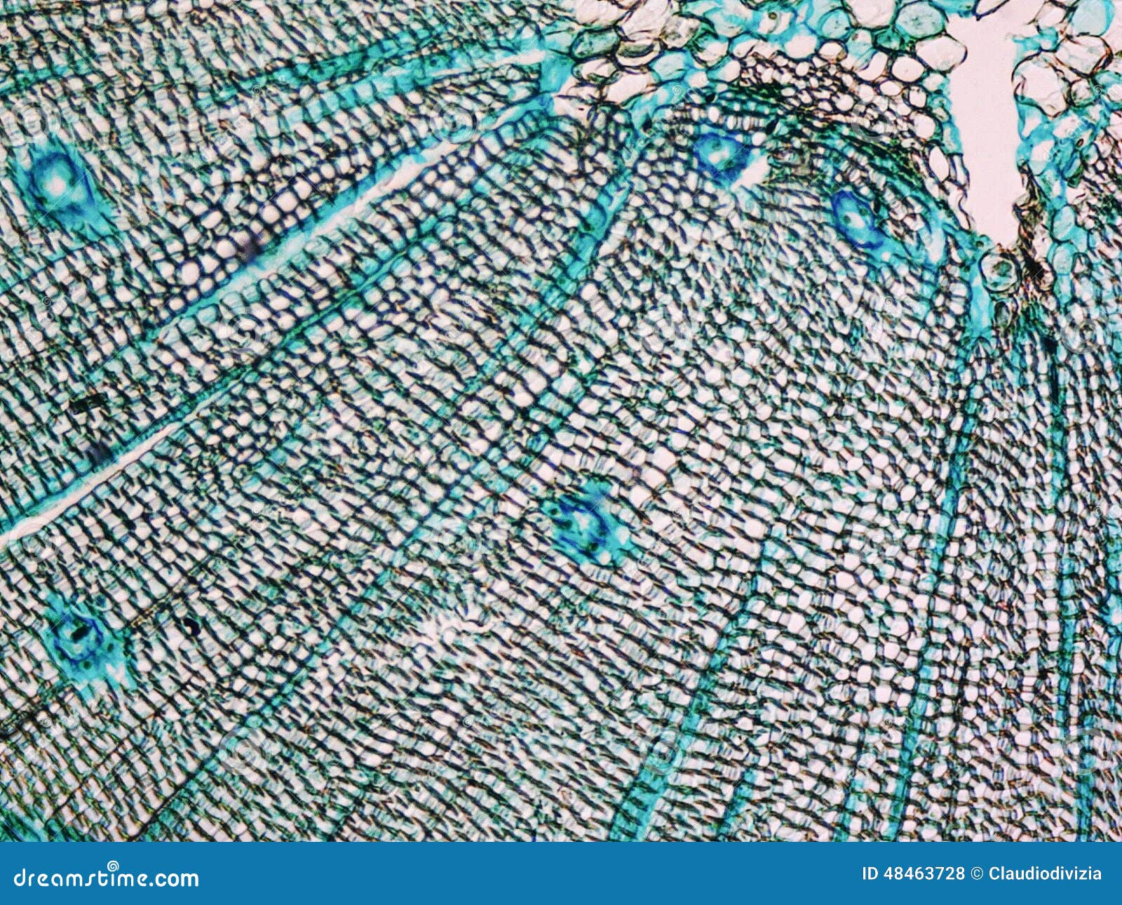 Pine Wood micrograph stock photo. Image of cell, micro - 48463728