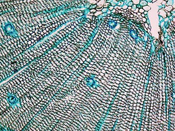 Pine Wood micrograph stock photo. Image of cell, micro - 48463728