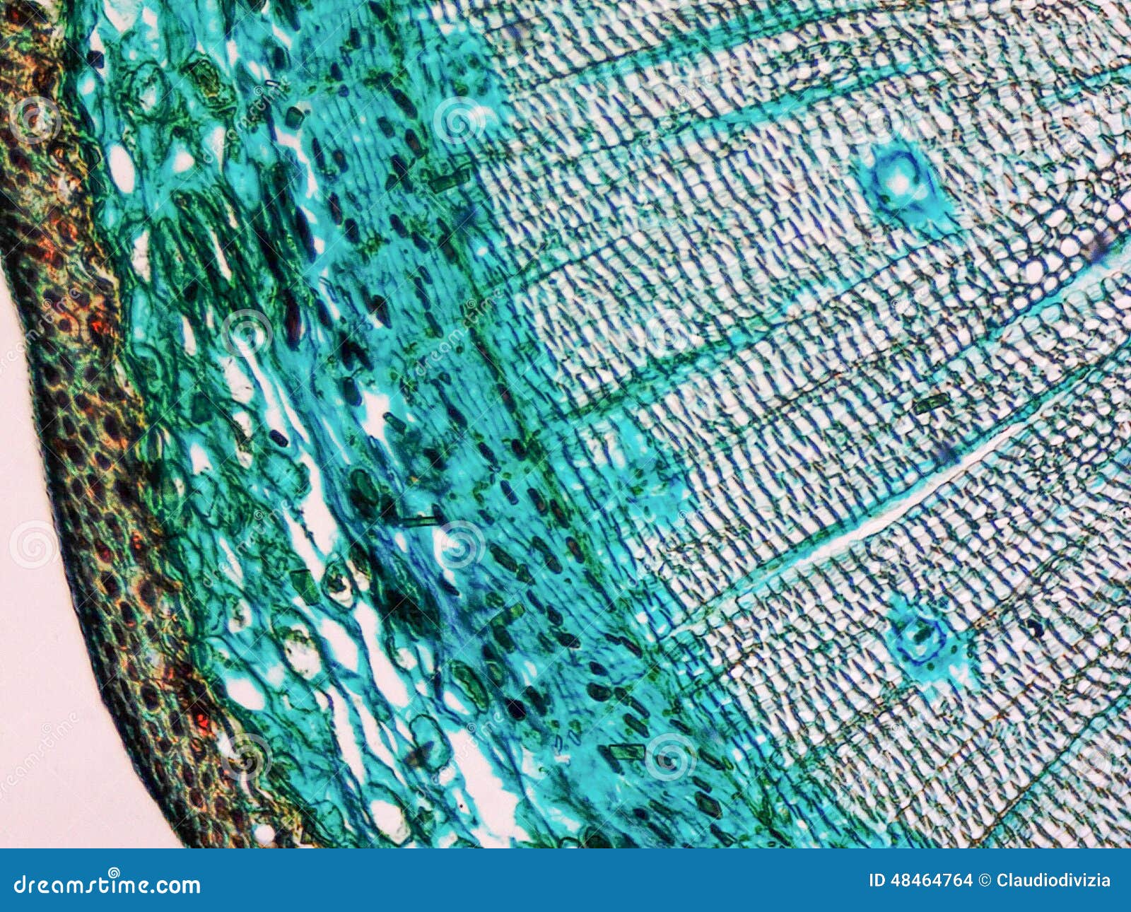 Pine Wood micrograph stock photo. Image of research, micro - 48464764