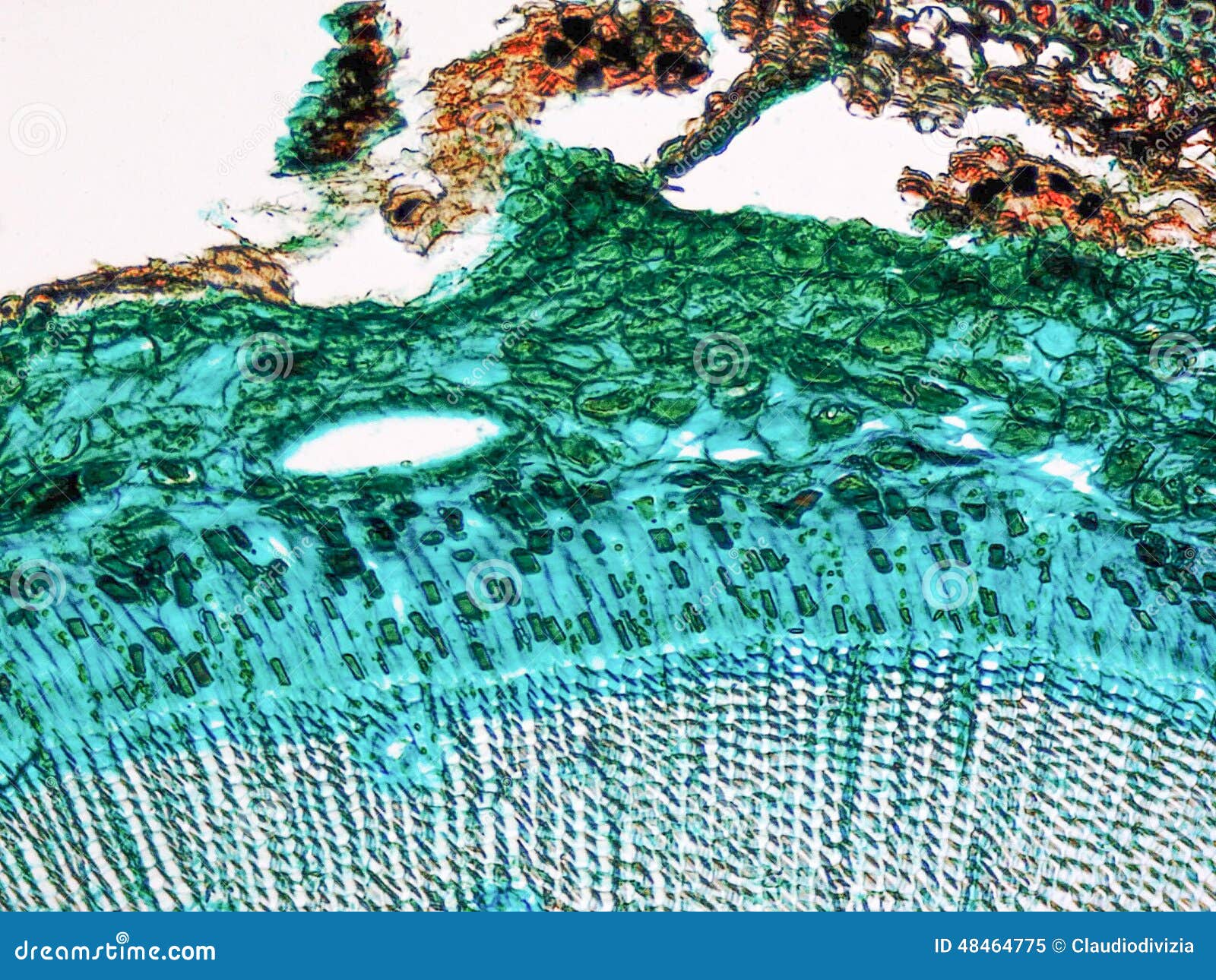 Pine Wood micrograph stock image. Image of macro, micro - 48464775