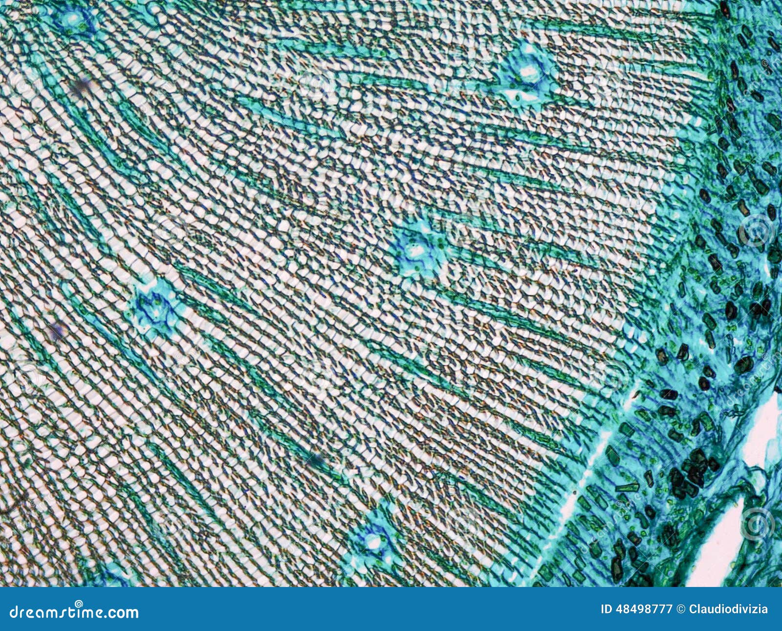 Pine Wood micrograph stock image. Image of micro, wood - 48498777