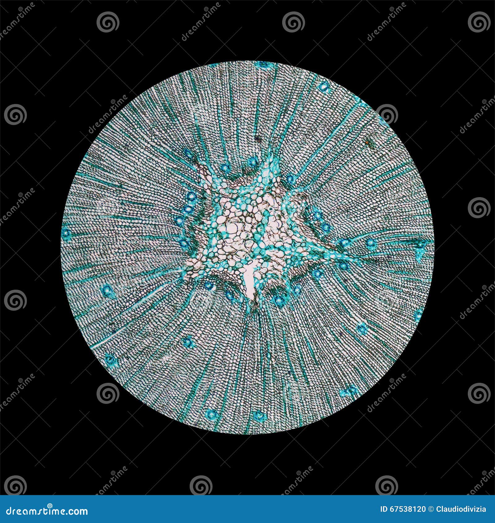 Pine Wood micrograph stock photo. Image of cross, cell - 67538120