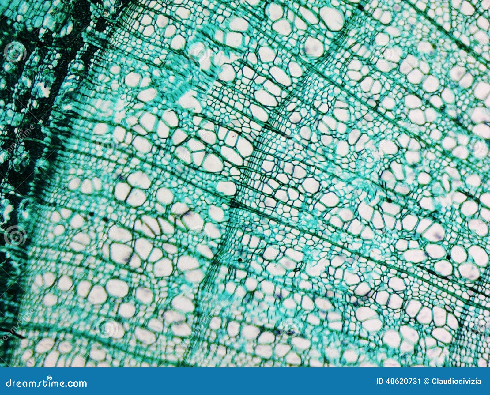 Pine Wood micrograph stock image. Image of photomicrograph - 40620731