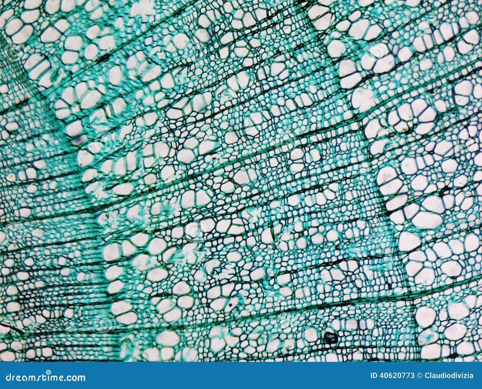 Pine Wood micrograph stock image. Image of optical, photomicrograph ...