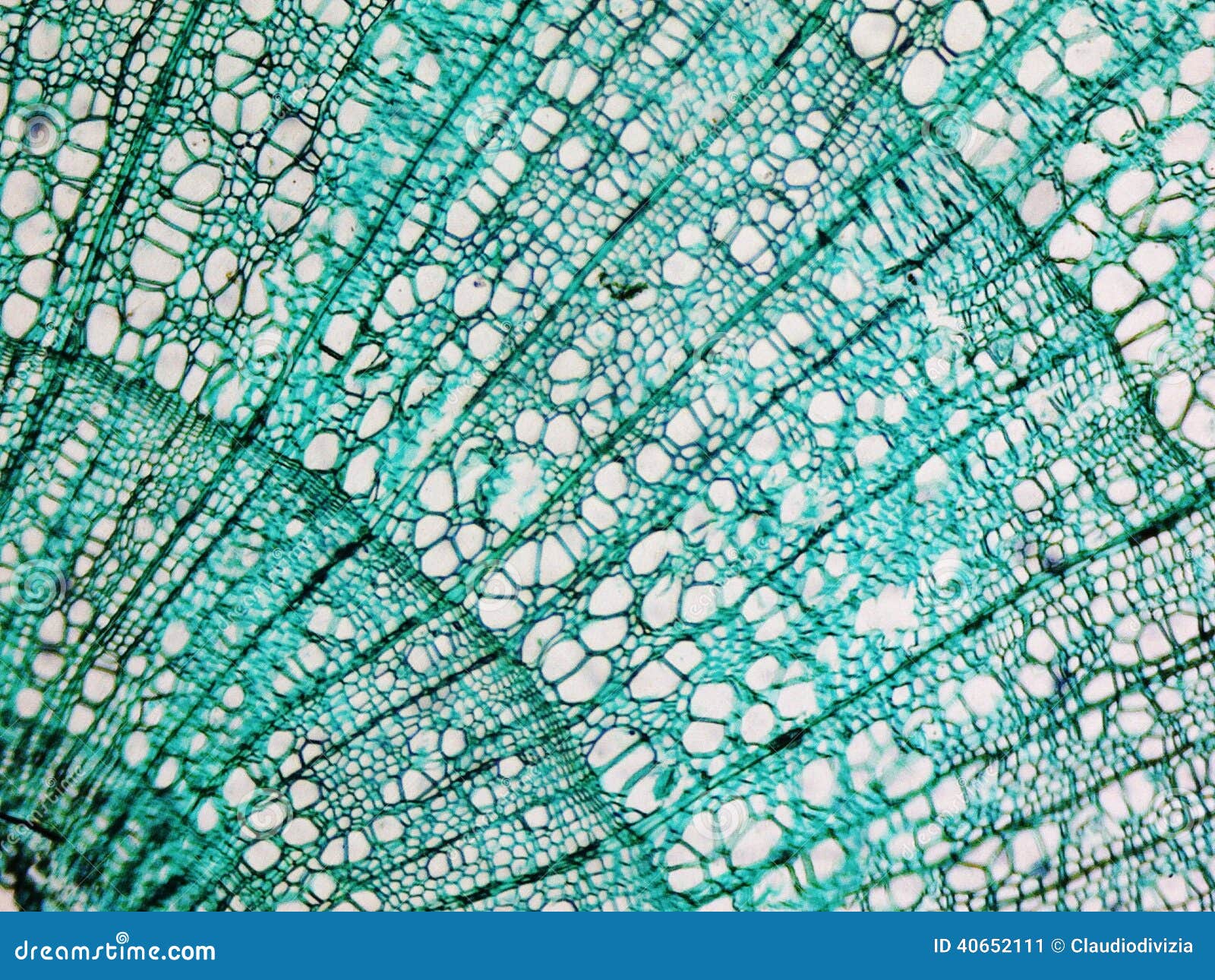 Pine Wood micrograph stock image. Image of nucleus, stained - 40652111