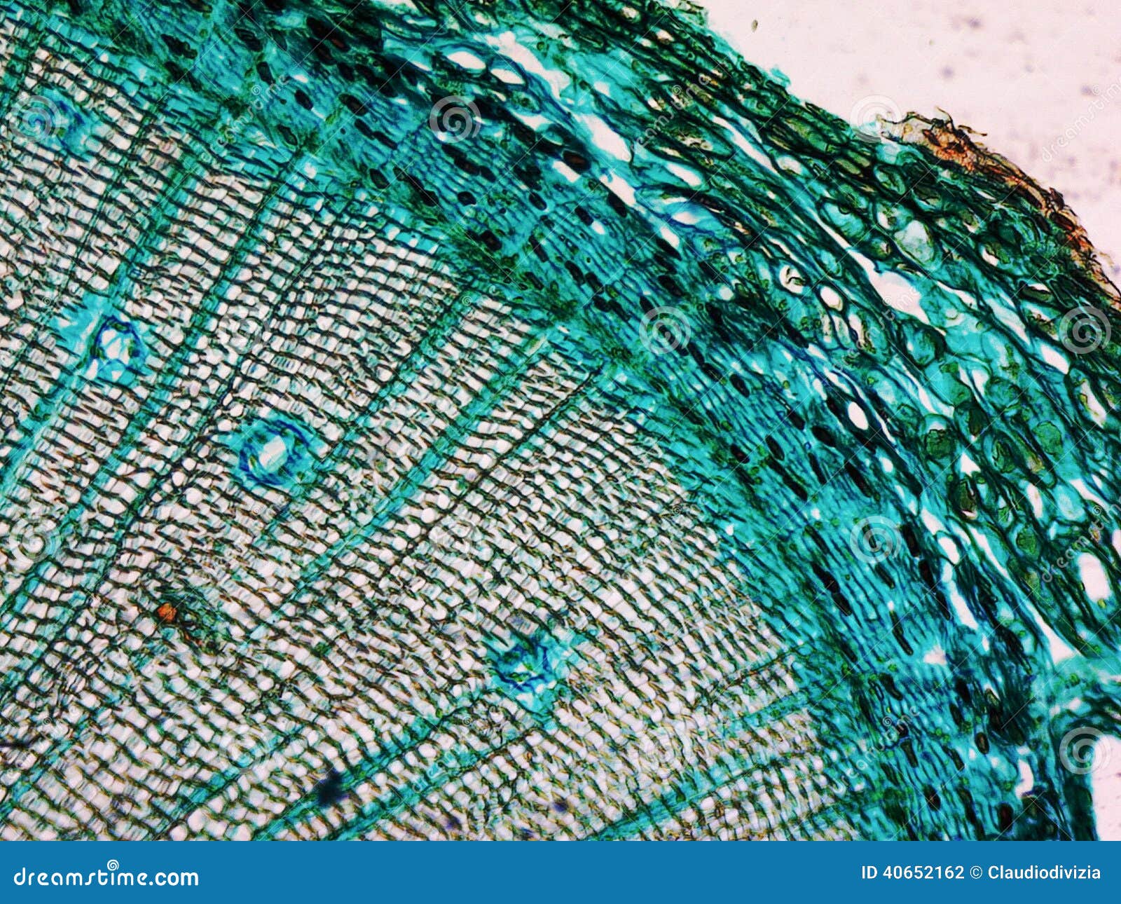 Pine Wood micrograph stock photo. Image of cell, science - 40652162