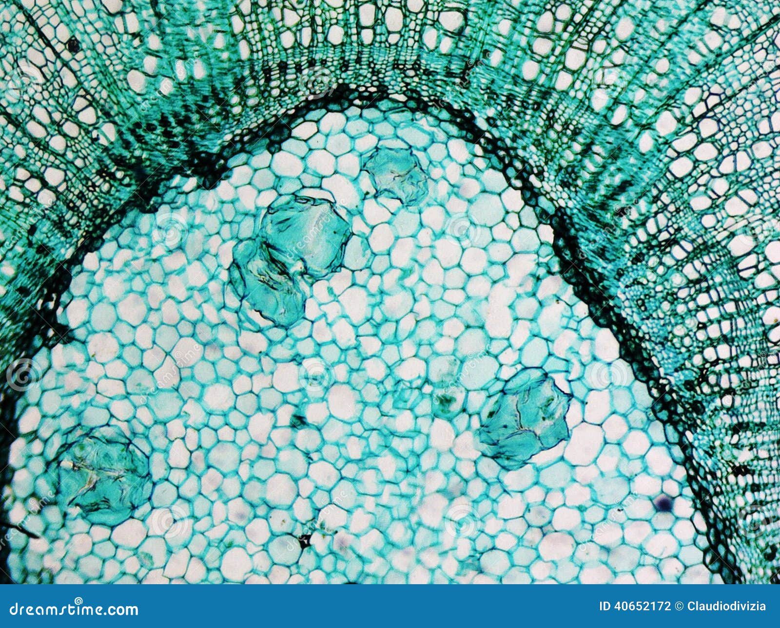 Pine Wood micrograph stock photo. Image of science, nucleus - 40652172