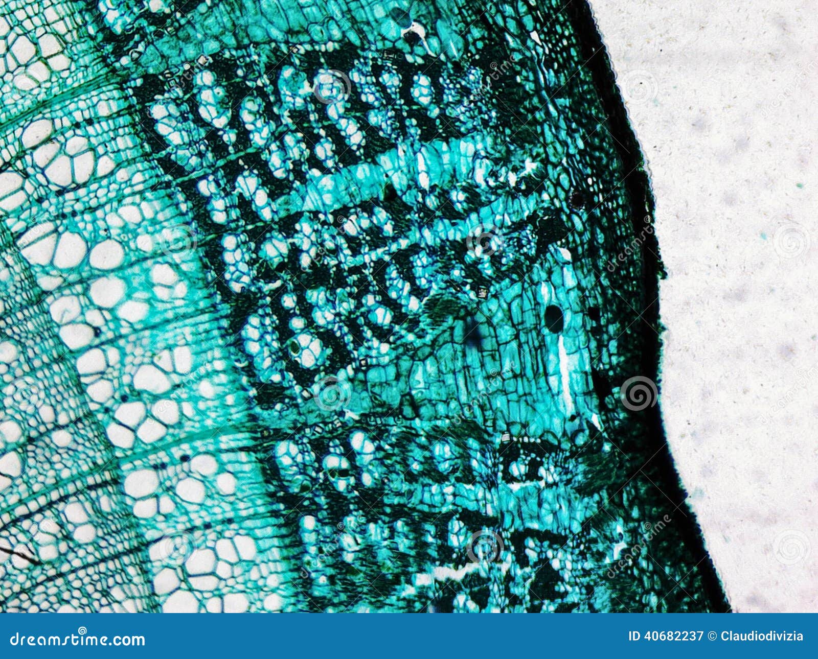 Pine Wood micrograph stock image. Image of graph, micrograph - 40682237