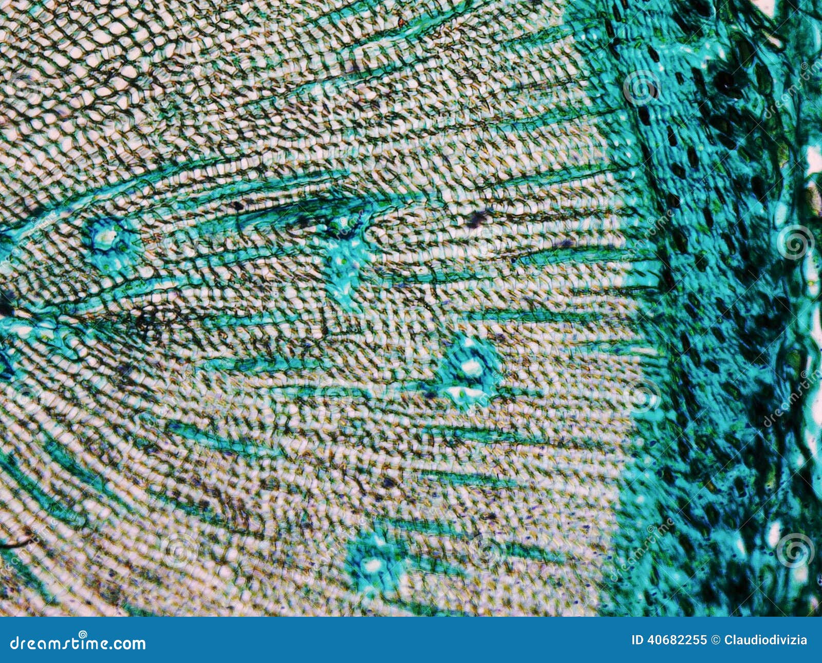 Pine Wood micrograph stock image. Image of cell, nature - 40682255