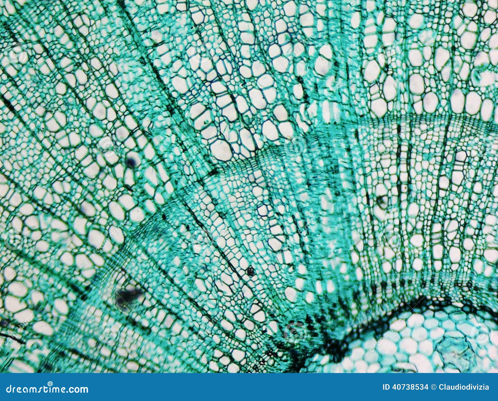 Pine Wood micrograph stock photo. Image of photomicroscopy - 40738534