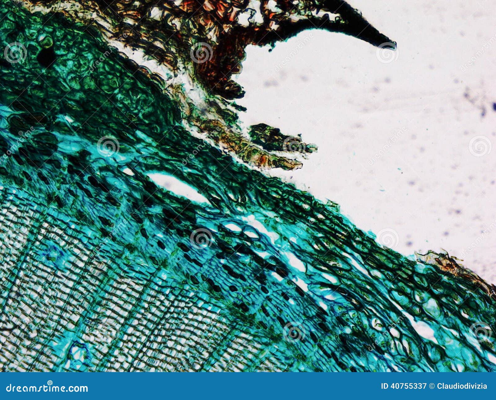 Pine Wood micrograph stock image. Image of graph, macro - 40755337