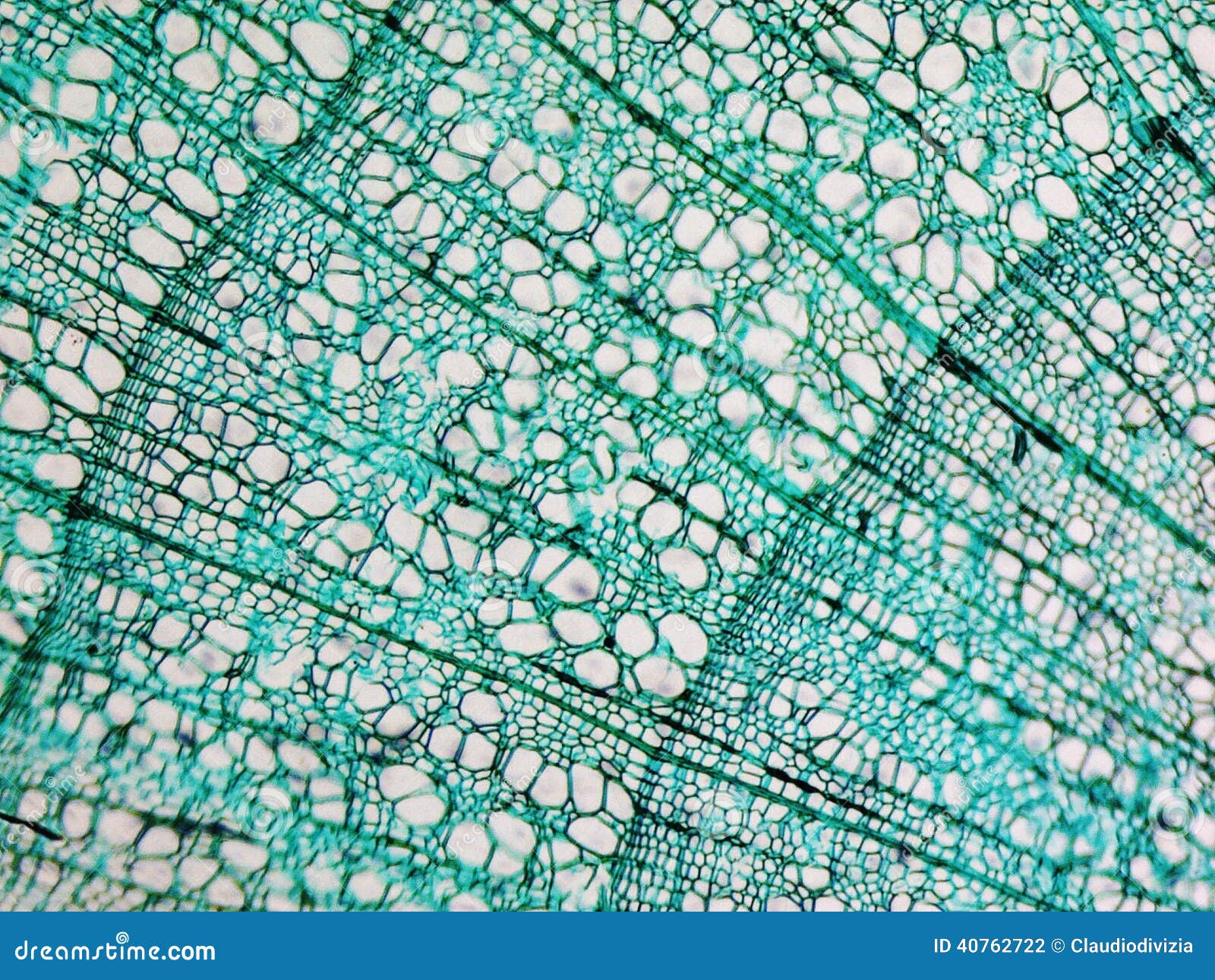 Pine Wood micrograph stock photo. Image of detail, research - 40762722