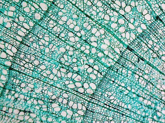 Pine Wood micrograph stock photo. Image of detail, research - 40762722