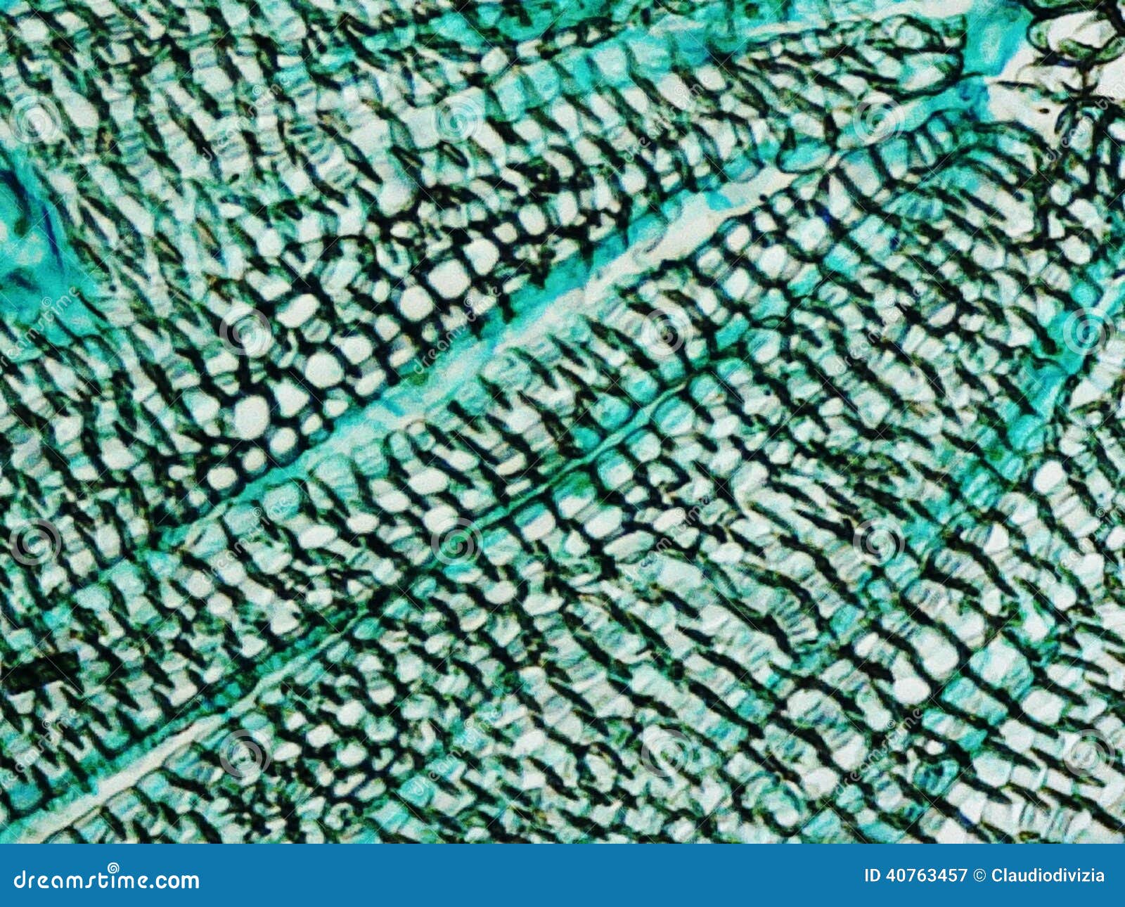 Pine Wood micrograph stock image. Image of pine, photomicroscopy - 40763457