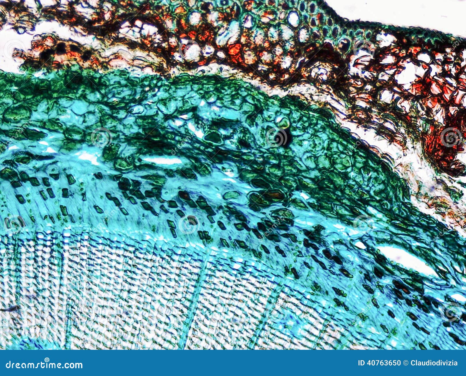 Pine Wood micrograph stock photo. Image of tree, macro - 40763650