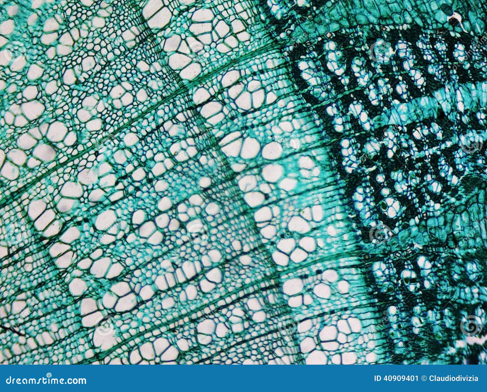 Pine Wood micrograph stock image. Image of nature, graph - 40909401