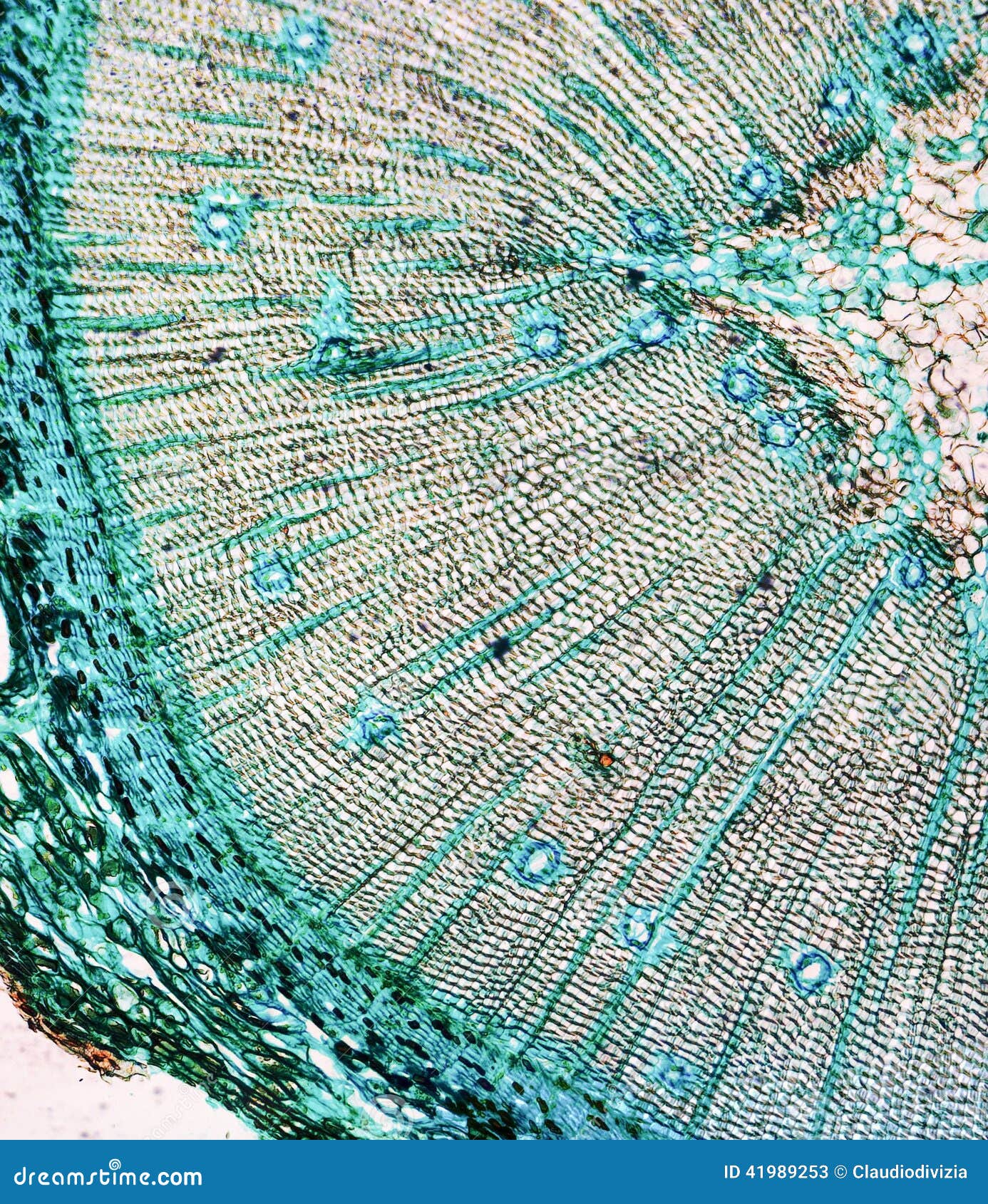 Pine Wood micrograph stock image. Image of slides, photomicrograph ...