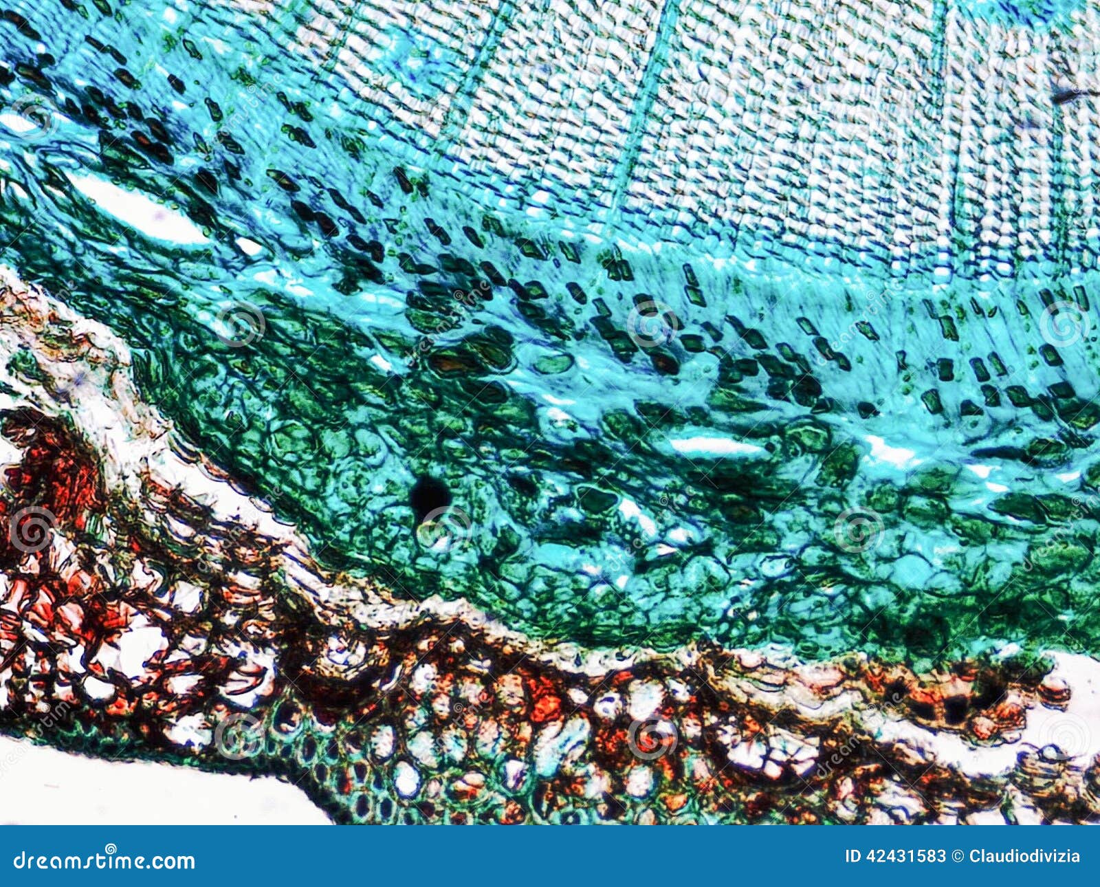 Pine Wood micrograph stock image. Image of stained, microscope - 42431583