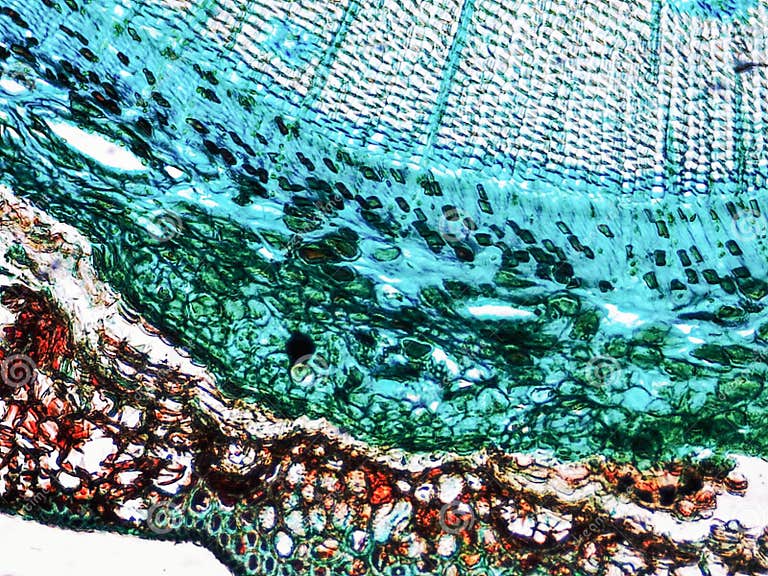 Pine Wood micrograph stock image. Image of stained, microscope - 42431583