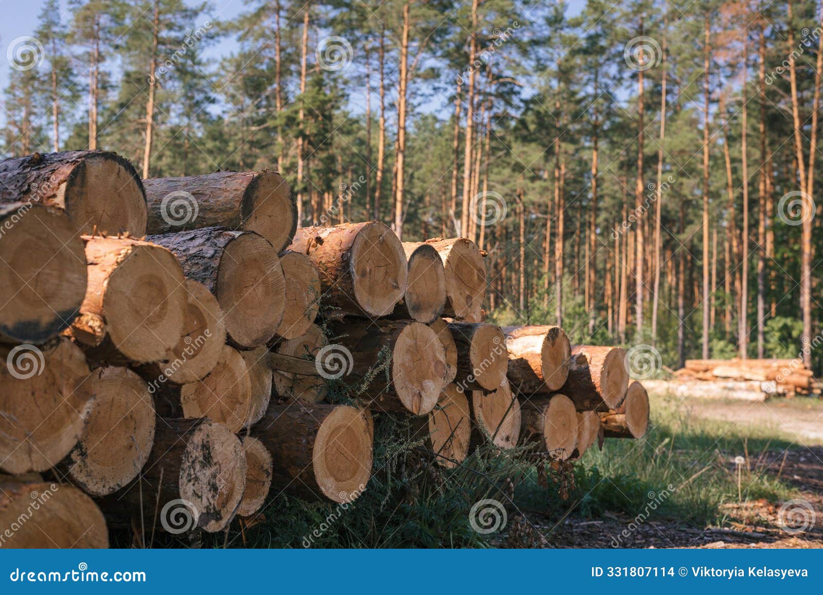 Pine Wood Stacked. Timber Harvesting. Wood Industry Stock Photo - Image ...