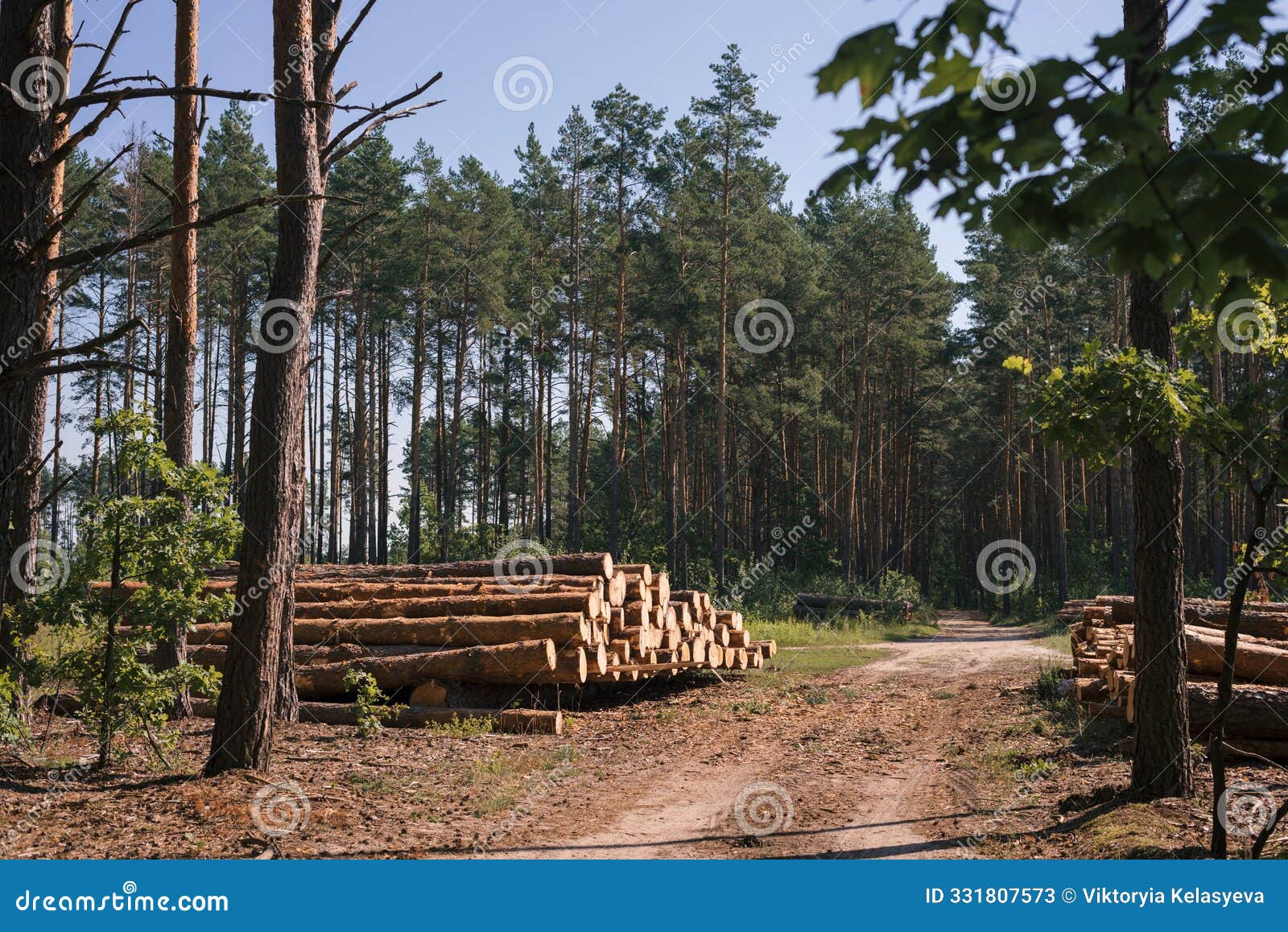 Pine Wood Stacked. Timber Harvesting. Wood Industry Stock Image - Image ...
