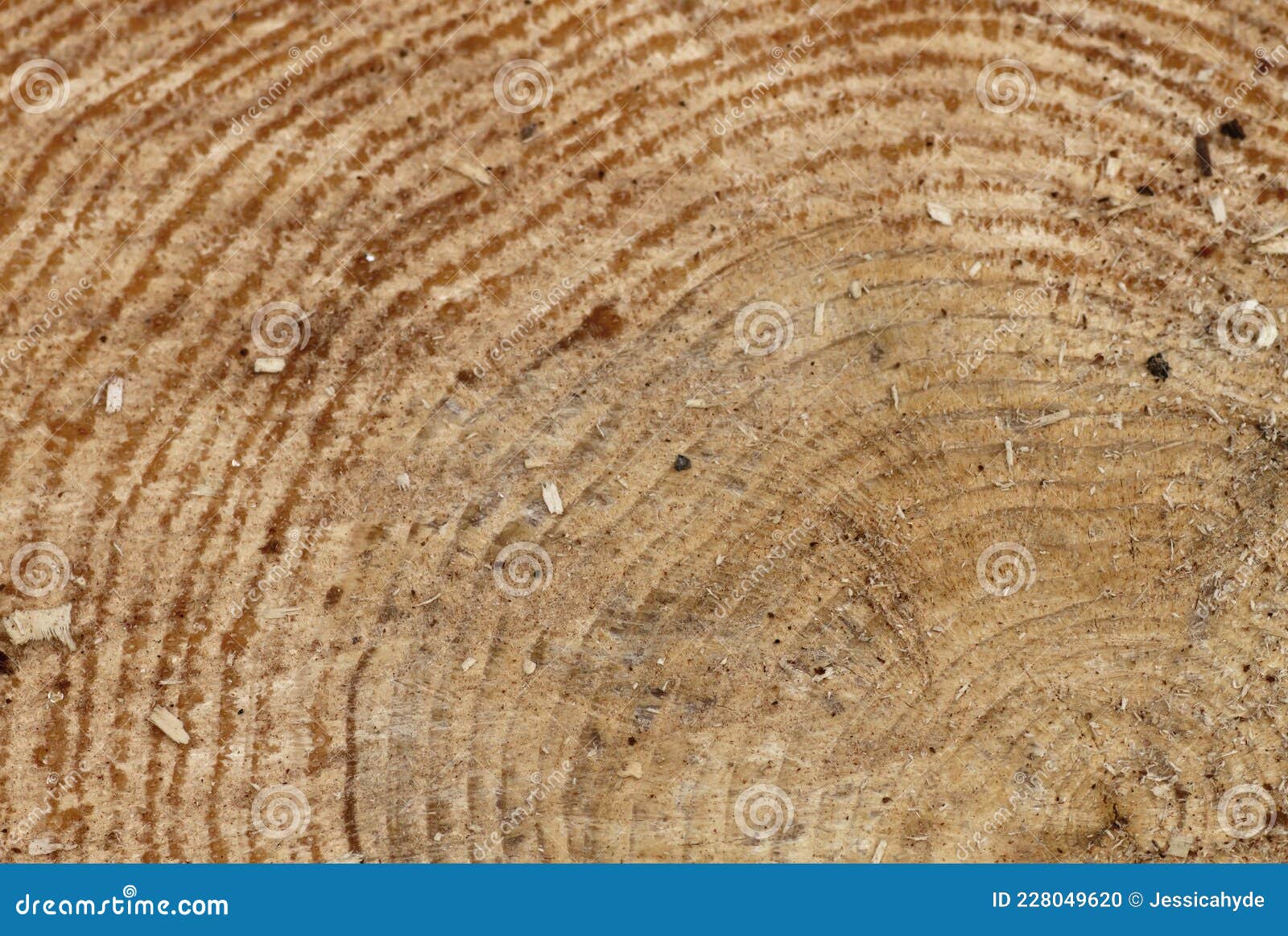 Pine wood texture stock photo. Image of growth, information - 228049620