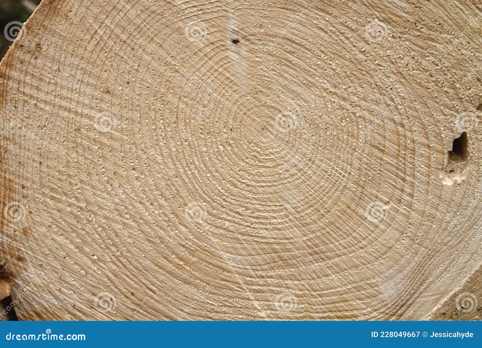 Pine wood texture stock image. Image of paleoecology - 228049667