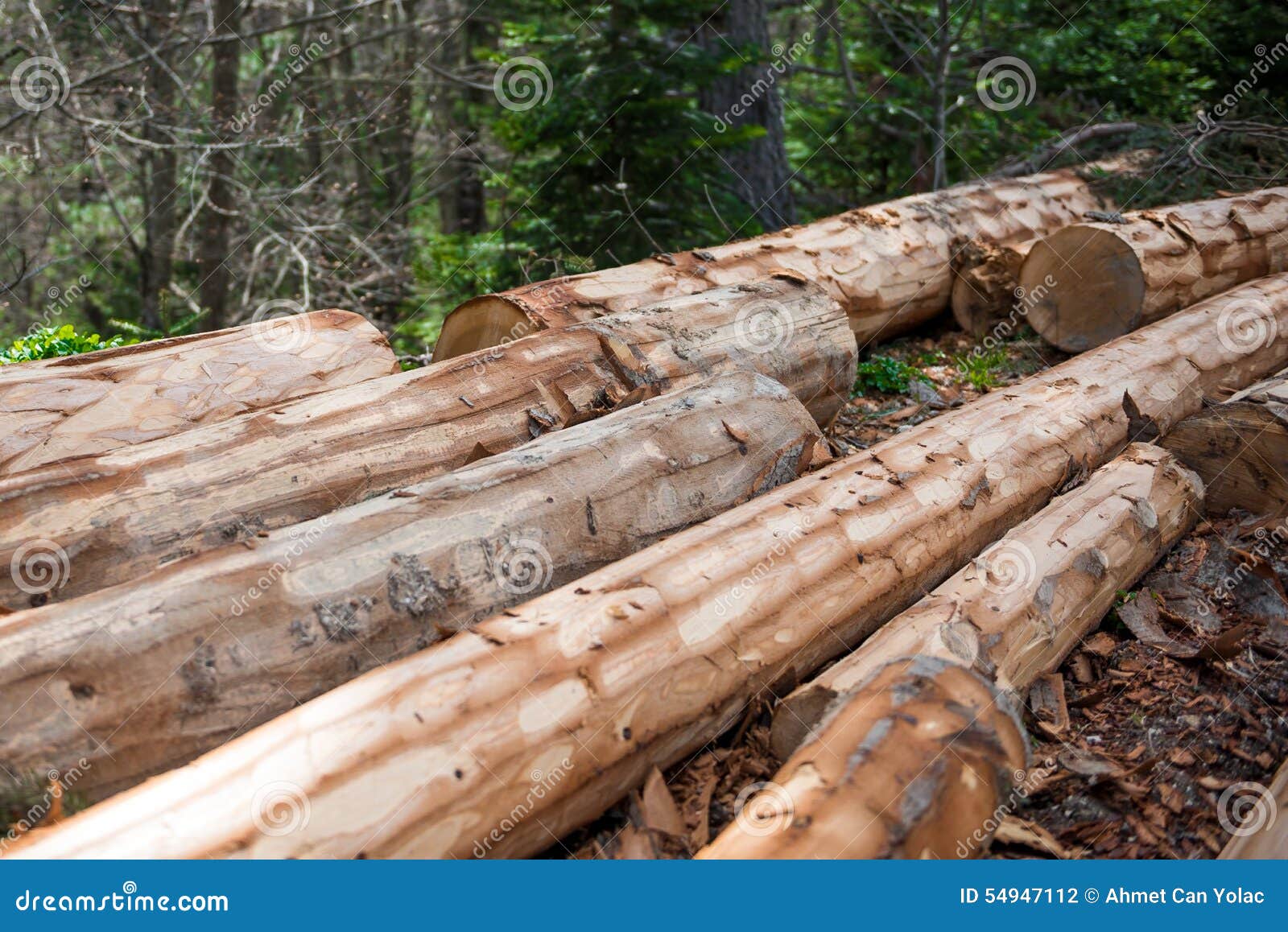 Pine Wood Traditional Chop by Hand Stock Photo - Image of nature ...