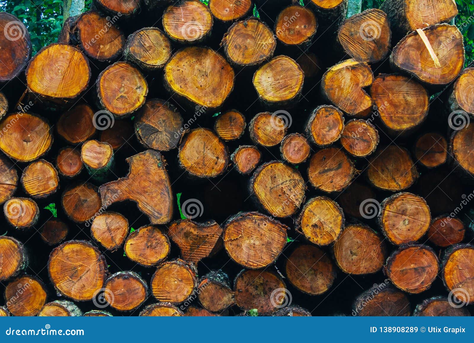 Pine Wood tree stock image. Image of wooden, pile, material - 138908289