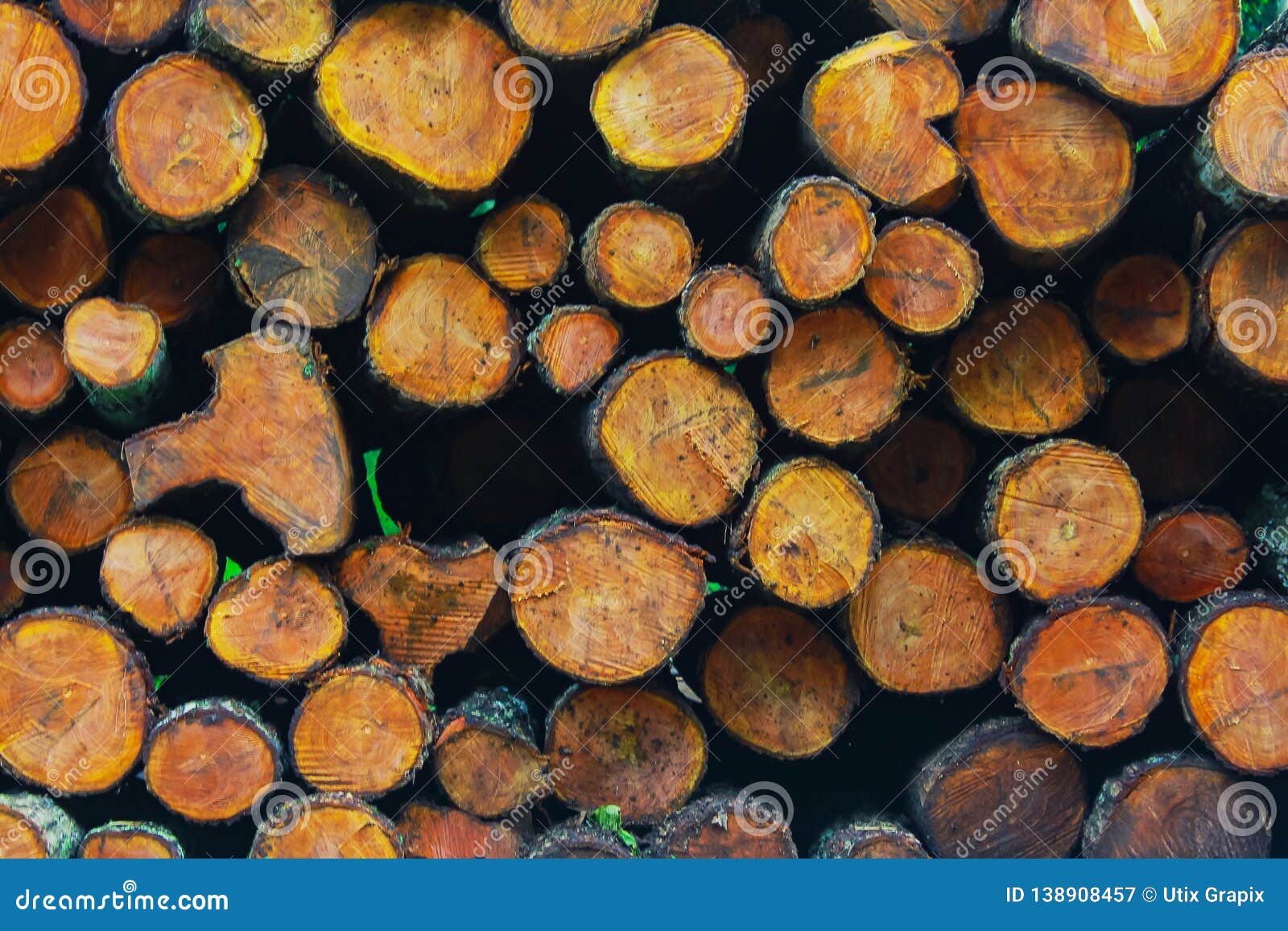 Pine Wood tree stock image. Image of industrial, wood - 138908457