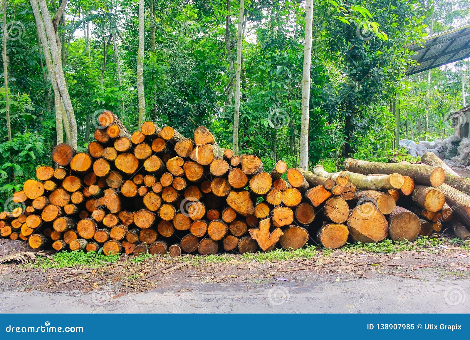 Pine Wood tree stock image. Image of material, stack - 138907985