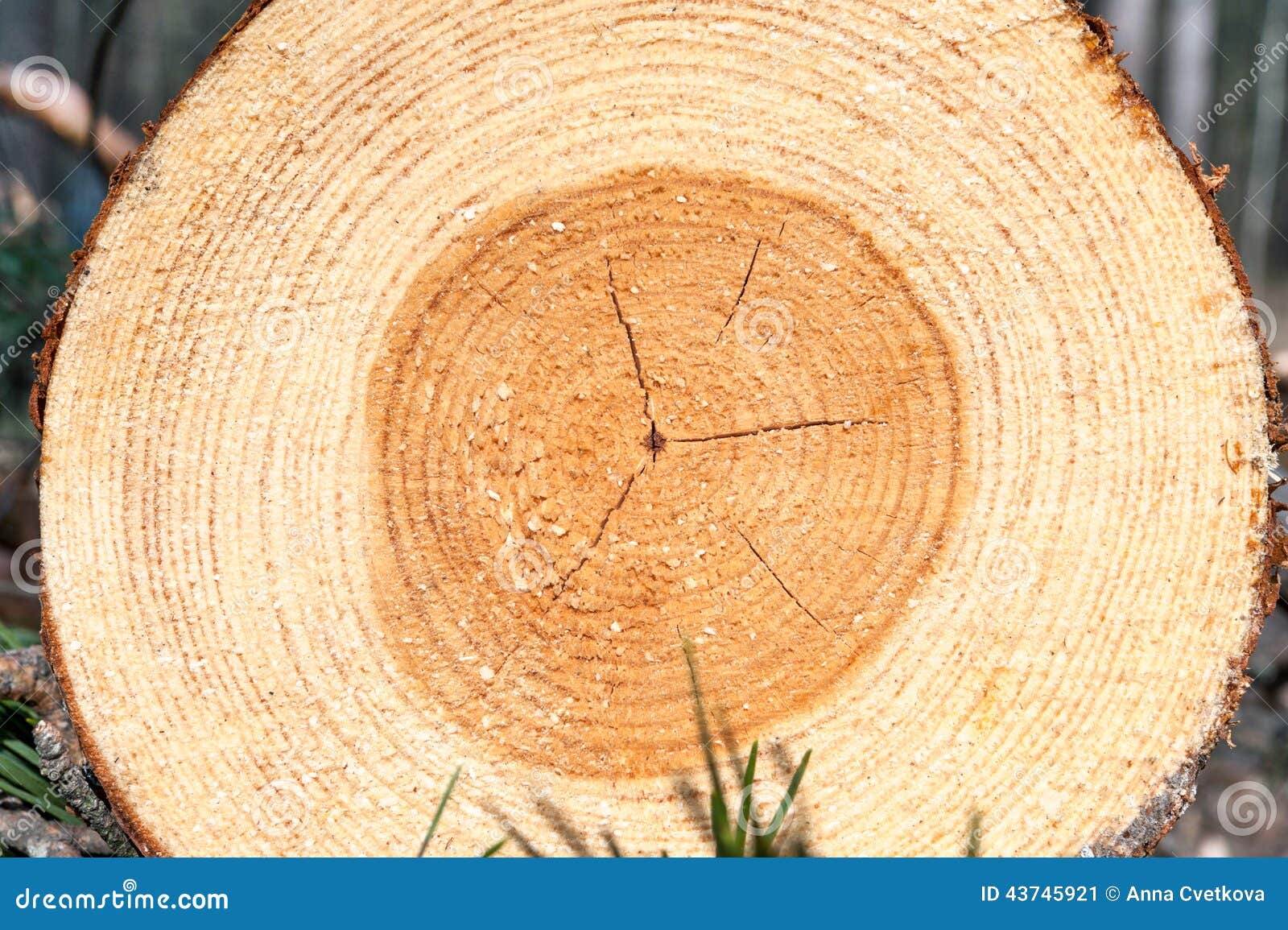 Pine Wood Tree Rings or Log. Outdoors Closeup. Stock Image - Image of ...