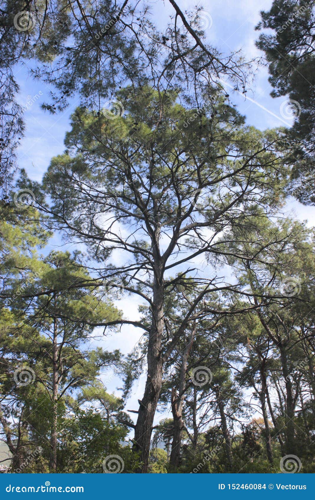 Pine Wood Trees Together in a Forest Stock Photo - Image of bright ...