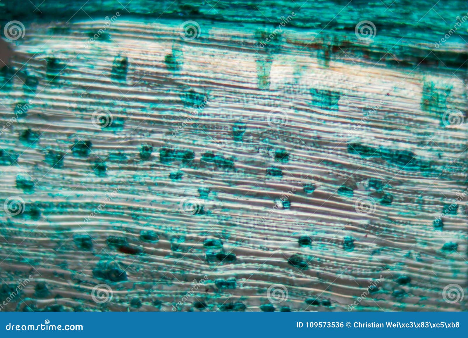 Pine Wood Under the Microscope Stock Photo - Image of laboratory ...