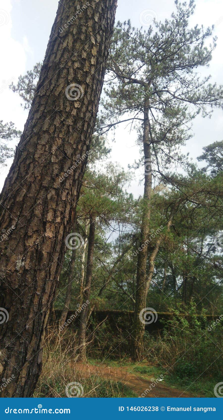 Pine Wood Very Good Trees Helping Human Being Stock Photo - Image of ...