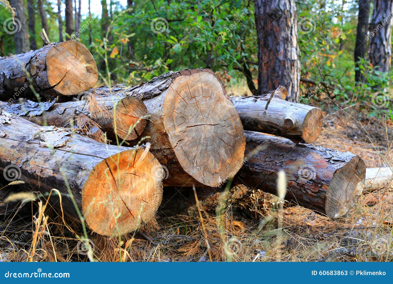 Pine wooden logs in forest stock image. Image of stack - 60683863