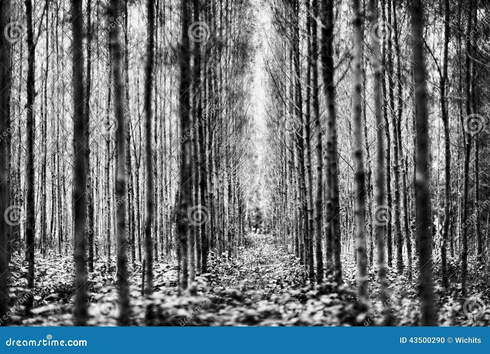Pine Woods stock photo. Image of footpath, bark, forest - 43500290